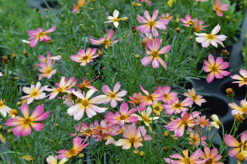 Groff's Plant Farm - Coreopsis Fs Quartz